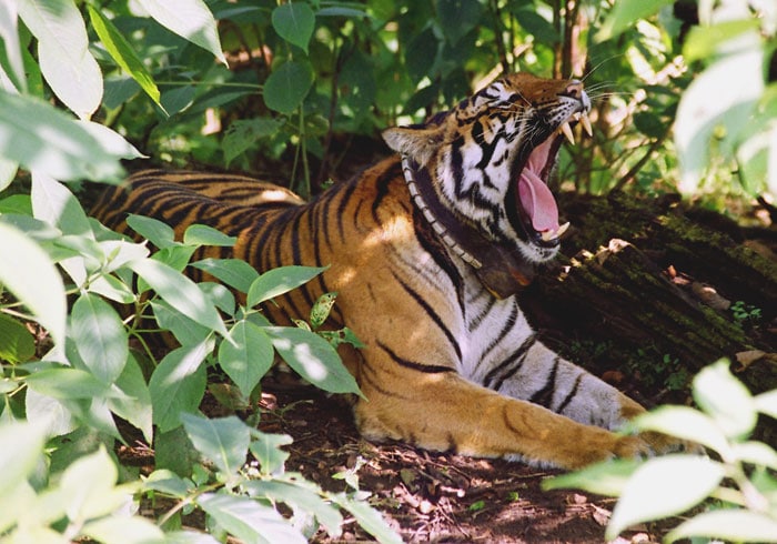 Winners of Save Our Tigers contest