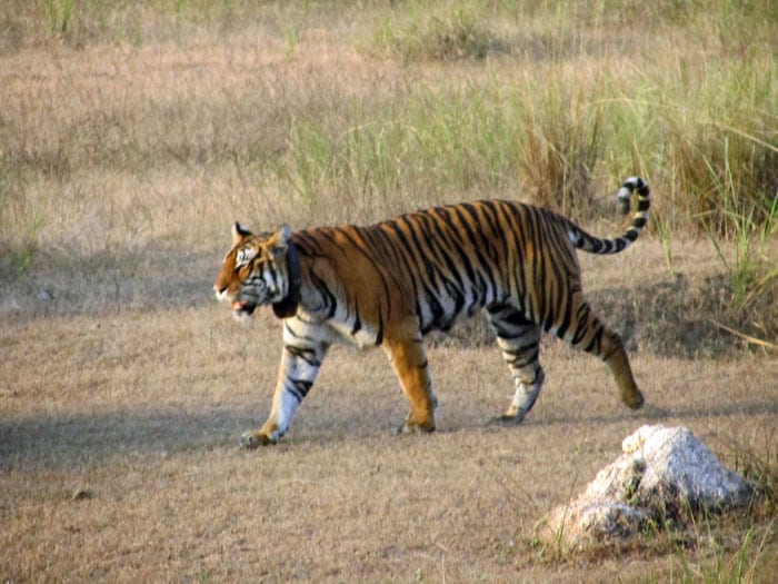 Winners of Save Our Tigers contest