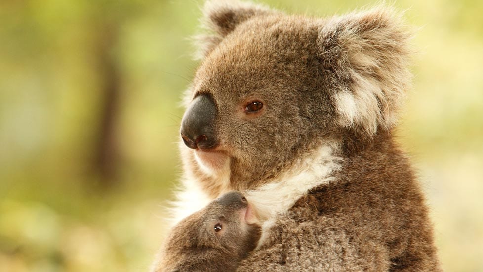 10 Pictures That Perfectly Sum Up Australia