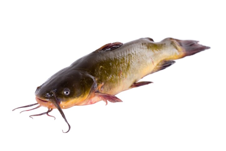 Cat Fish Recipes: Cat Fish Food Recipes