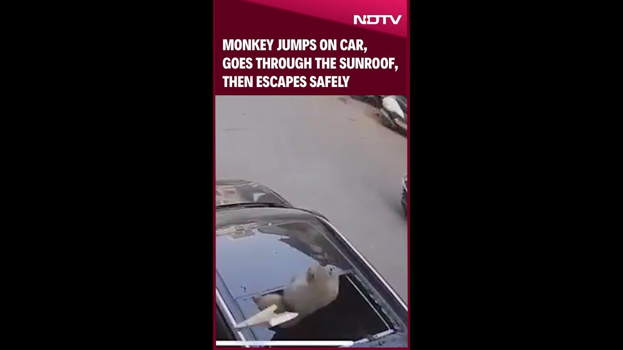 Monkey Makes A "Smashing" Jump, Breaks Through Sunroof In Varanasi