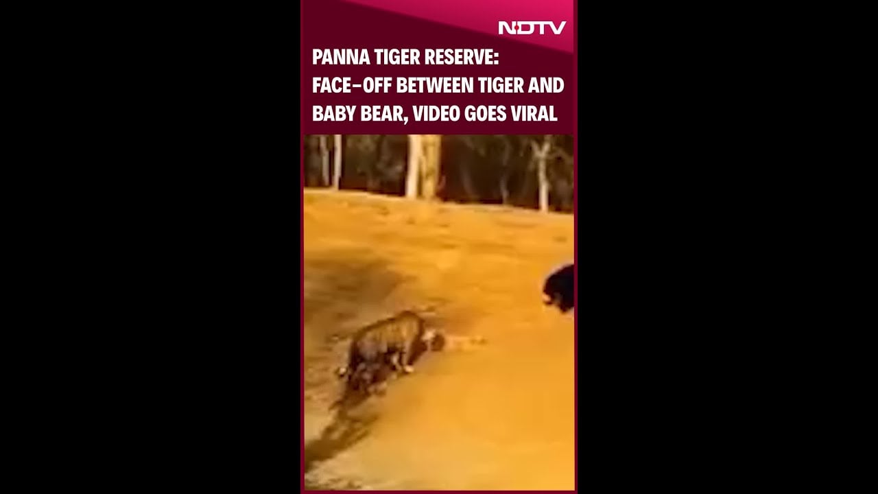 Panna Tiger Reserve: Face-off Between Tiger And Baby Bear, Video Viral