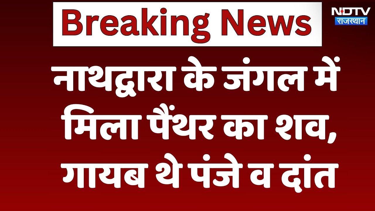 Rajsamand News : नाथद्वारा के जंगल में मिला Panther का शव, गायब थे पंजे ...
