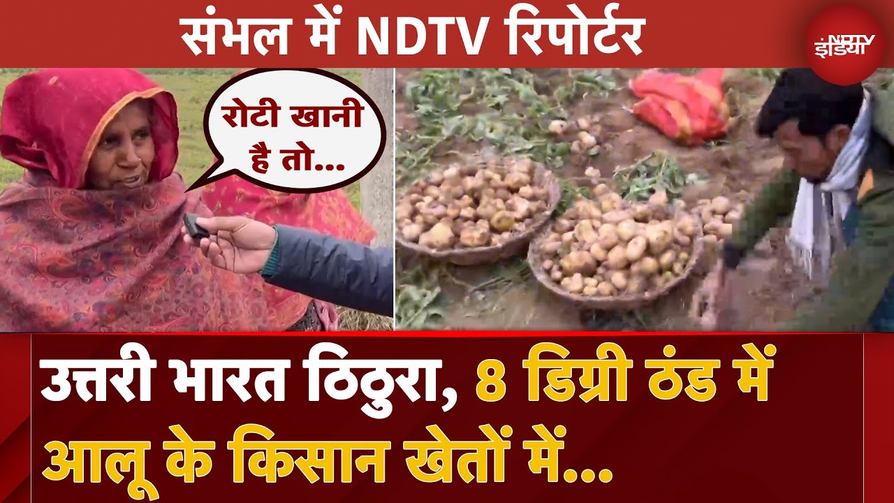 UP News: उत्तरी भारत ठिठुरा, 8 डिग्री ठंड में आलू के किसान खेतों में | NDTV Ground Report