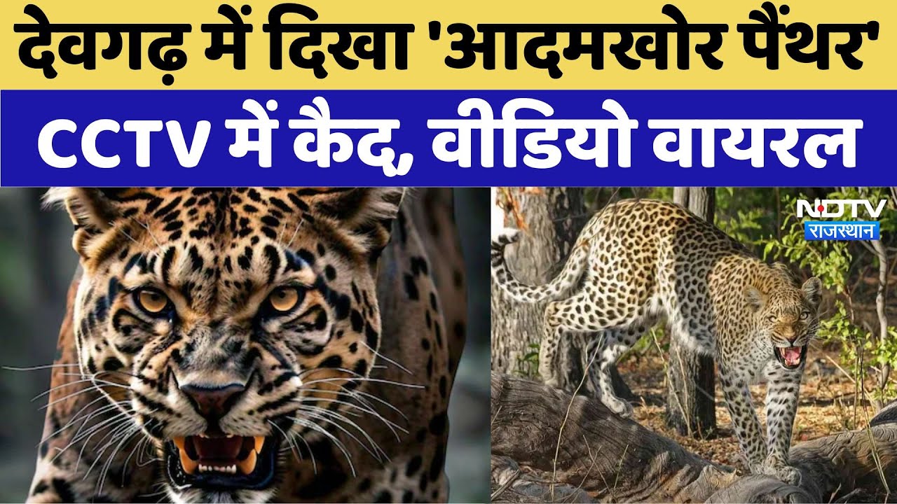 Rajsamand के Devgarh में दिखा 'Aadamkhor Panther' CCTV में कैद, Viral ...