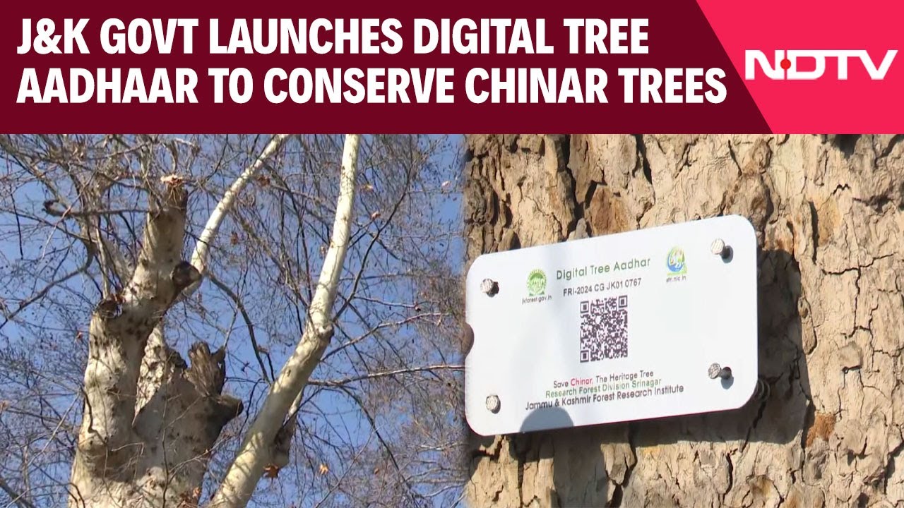 J&K Govt Launches Digital Tree Aadhaar To Conserve Chinar Trees