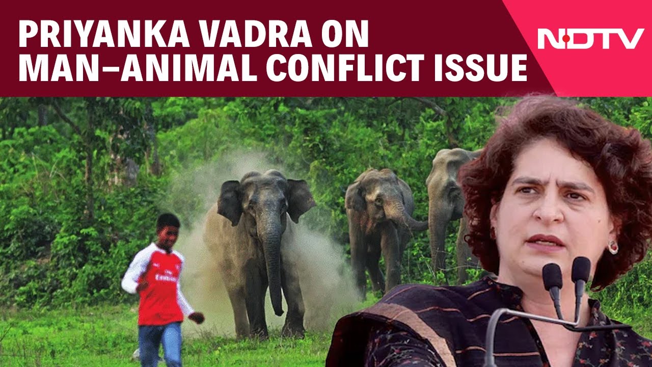 Priyanka Gandhi Vadra Vows To Address Man-Animal Conflict Issue