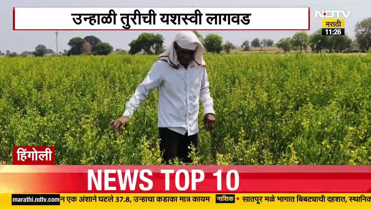 Hingoli Summer Tur Crop | हिंगोलीत उन्हाळी तुरीची यशस्वी लागवड, पीक बहरलं