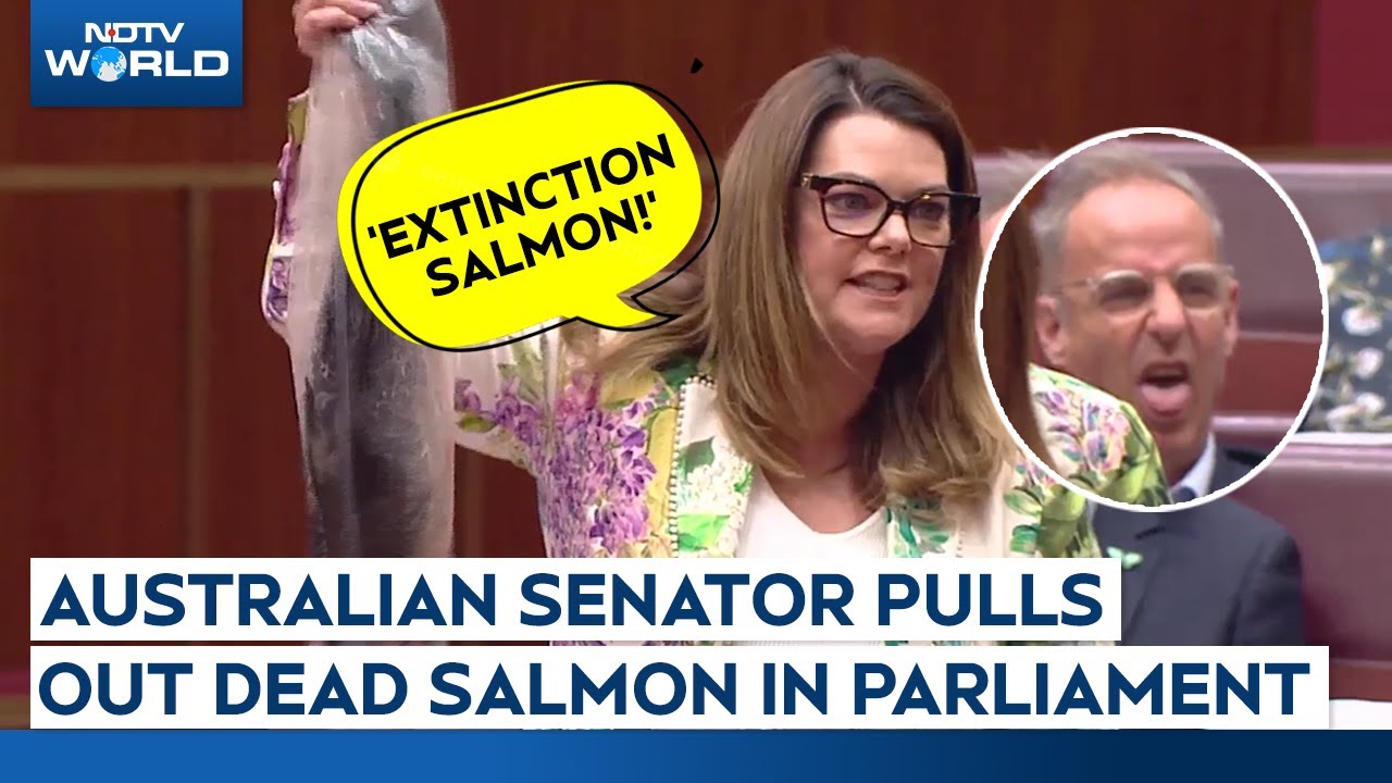 Salmon Protest | Australian Lawmaker Protests Against Farming Laws With ...