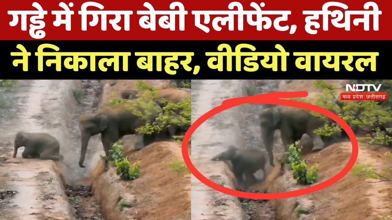Baby Elephant Viral Video:और नन्हे Elephant ने जीत ली जंग, तीन फिट ...