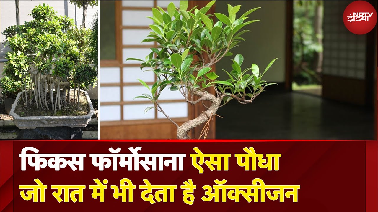 Ficus Formosana: सजावटी पौधा जिसे आपको जरूर लगाना चाहिए, जानिए इसके फायदा | Hum Do Hamare Paudhe Do