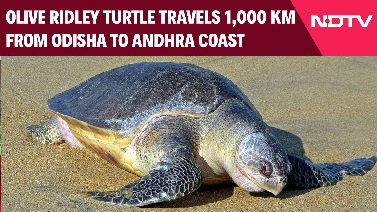 From Odisha, Olive Ridley Turtle Travels 1,000 Km In 51 Days To Reach ...