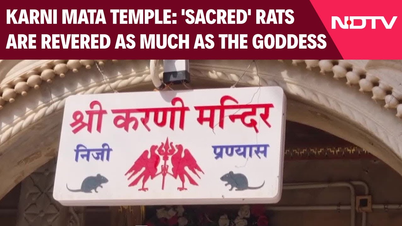 Bikaner’s Karni Mata Temple: Here The 'Sacred' Rats Are Revered As Much ...