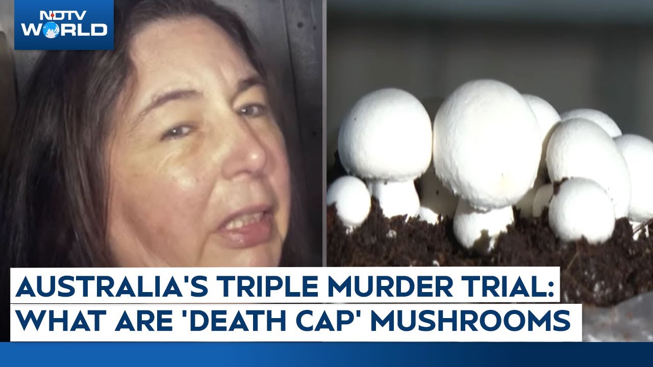 What Are 'Death Cap' Mushrooms, Check Australia's Sensational Triple ...