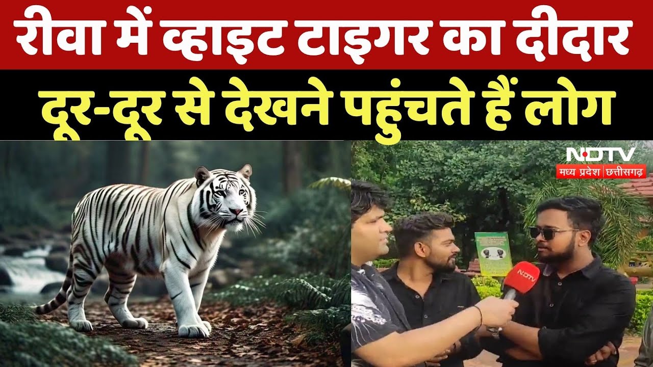 White Tiger Safari in Rewa: Mukundpur White Tiger Safari पूरी दुनिया ...