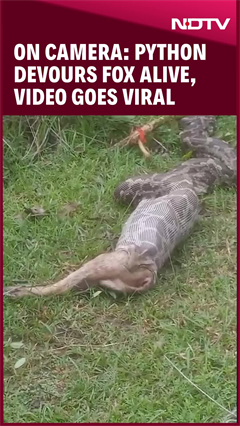 On Camera: Python Devours Fox Alive, Leaving People In Shock
