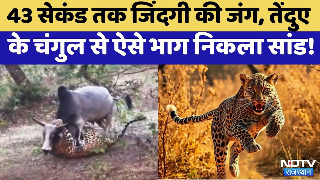 Leopard Attack: Bull की गर्दन पकड़कर लटका रहा तेंदुआ, मौत को मात देने ...