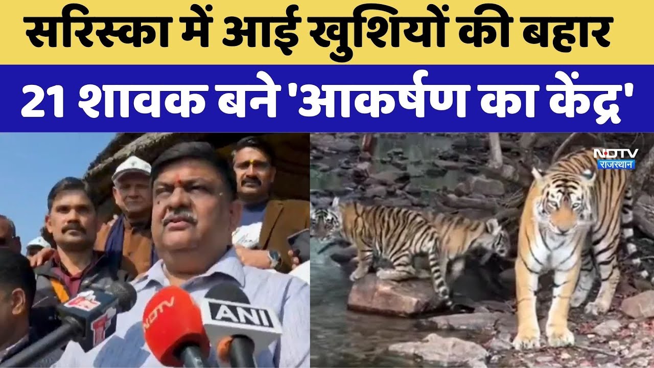 Sariska Tiger Reserve: सरिस्का में आई खुशियों की बहार, 21 शावक बने ...