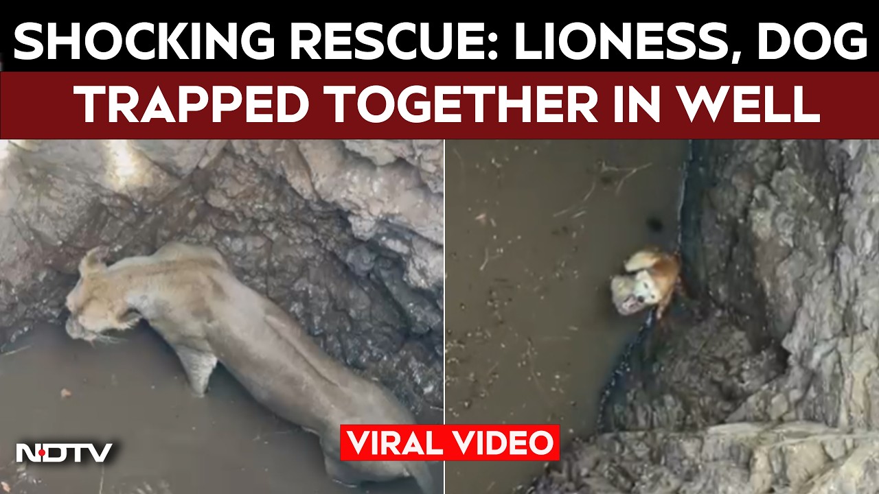 Gujarat Viral Video | Lioness Falls Into Well While Chasing Dog ...