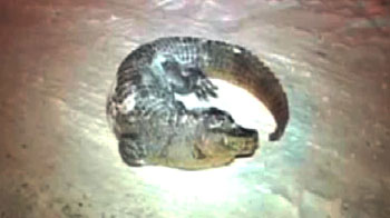 The mysterious case of frozen crocodile