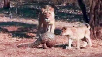 Pangolin battles eight lions