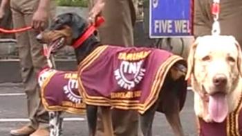 Calamity? Dogs to the rescue